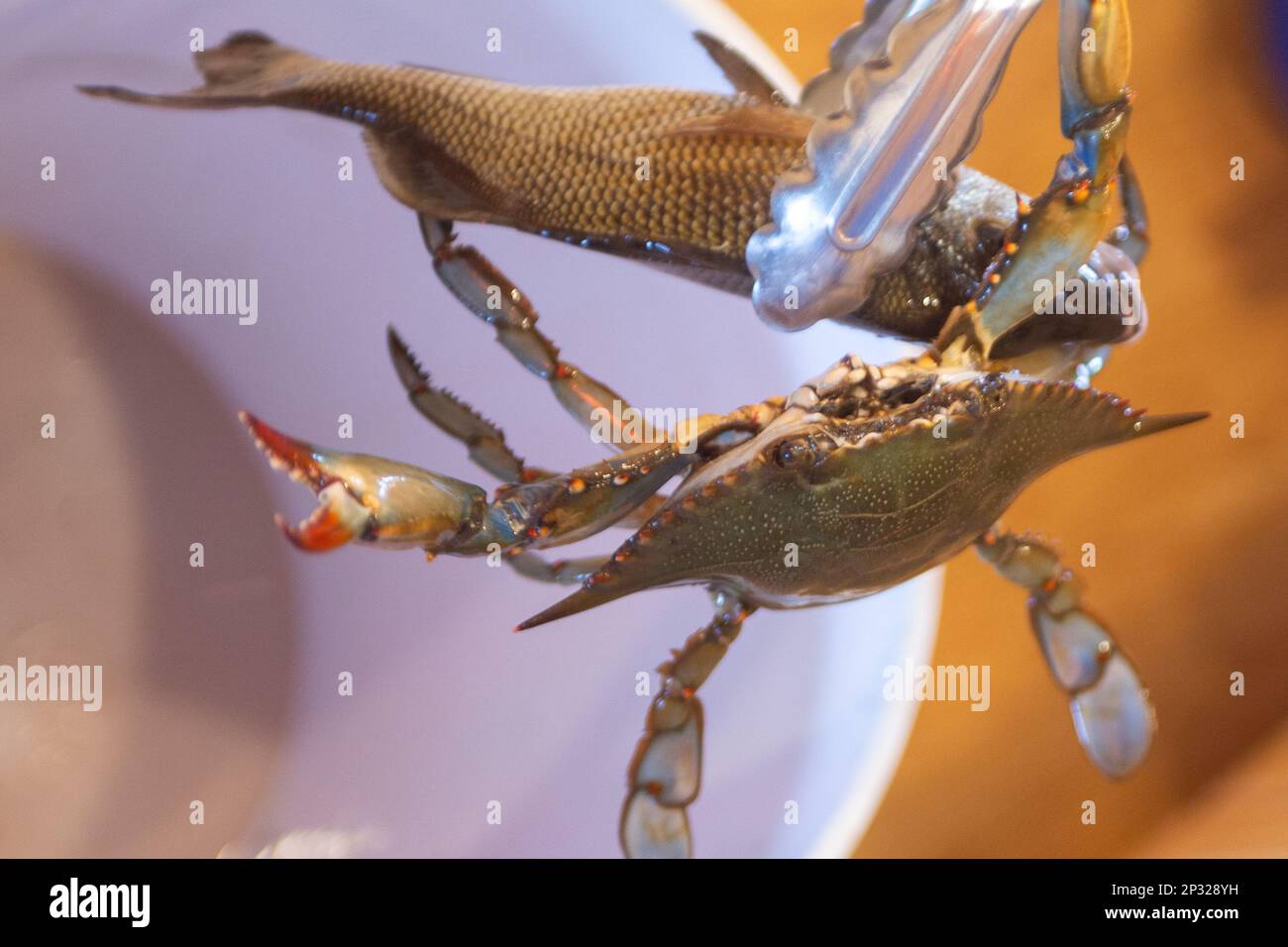 Wild Blue crab caught and hanging on to life Stock Photo - Alamy