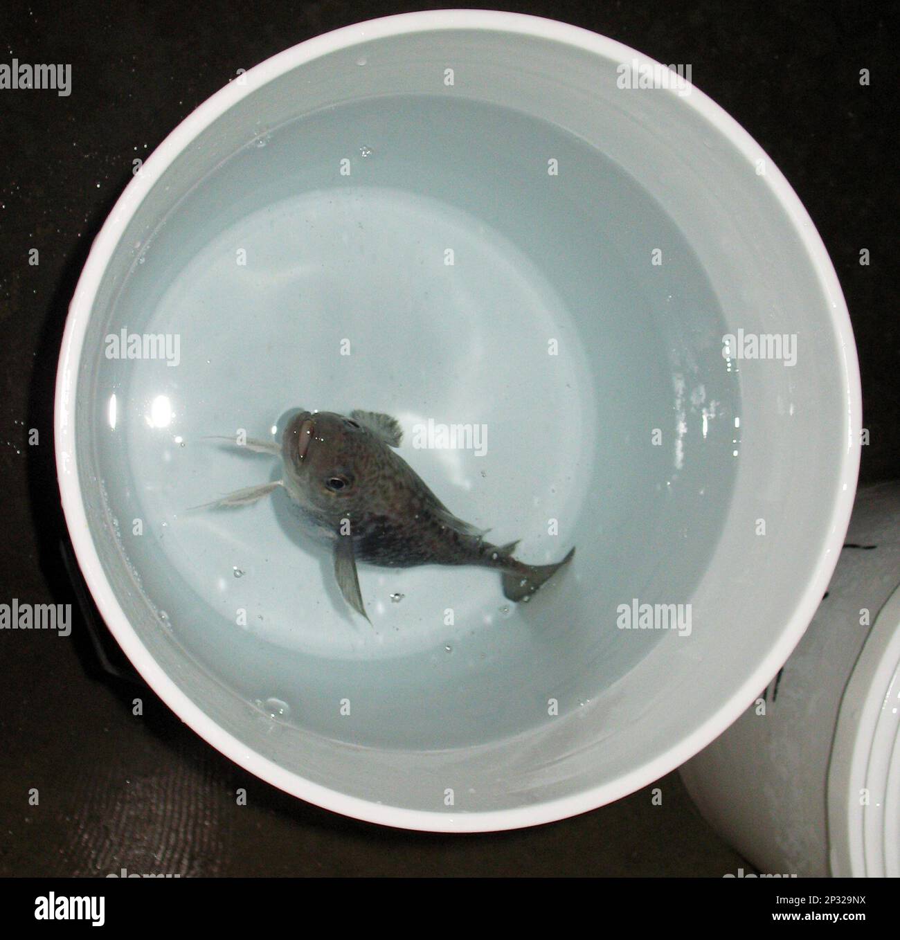 This undated photo provided by the National Oceanic and Atmospheric ...