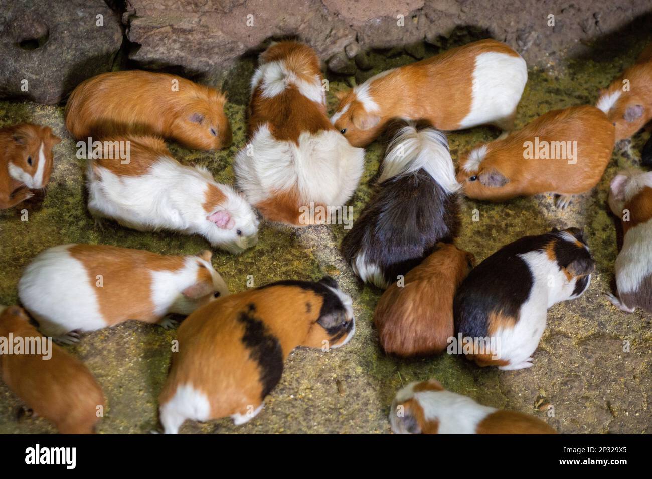 A bunch of guinea pigs or cuy waiting for dinner Stock Photo - Alamy