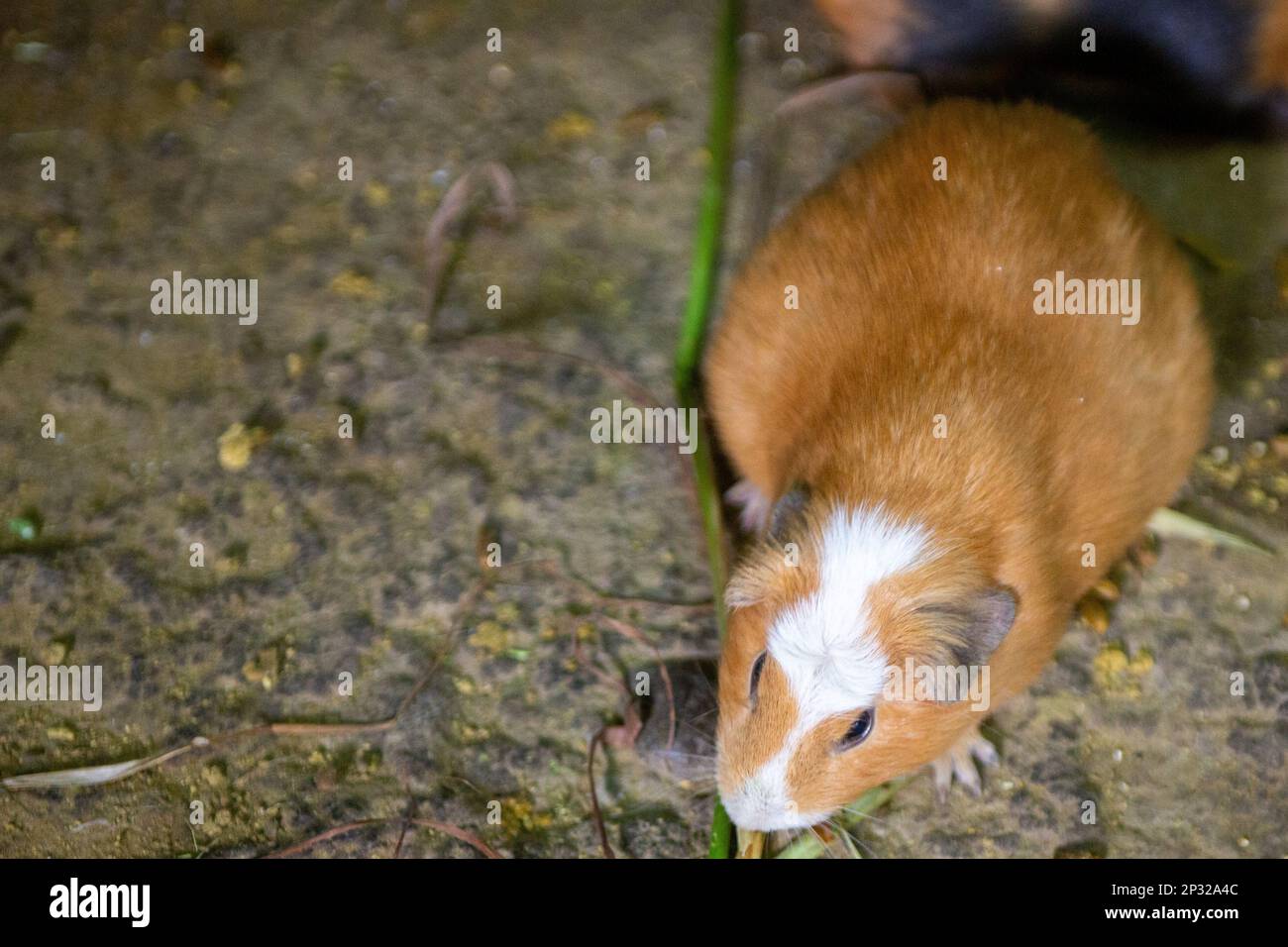 A Cuy being fattened up for a meal Stock Photo - Alamy