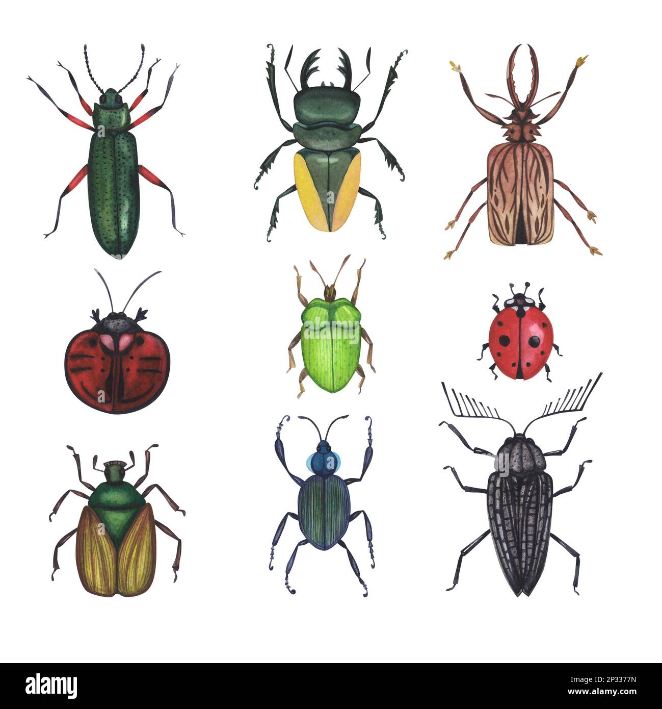 Set Realistic beetles insect isolated on white background. Watercolor ...