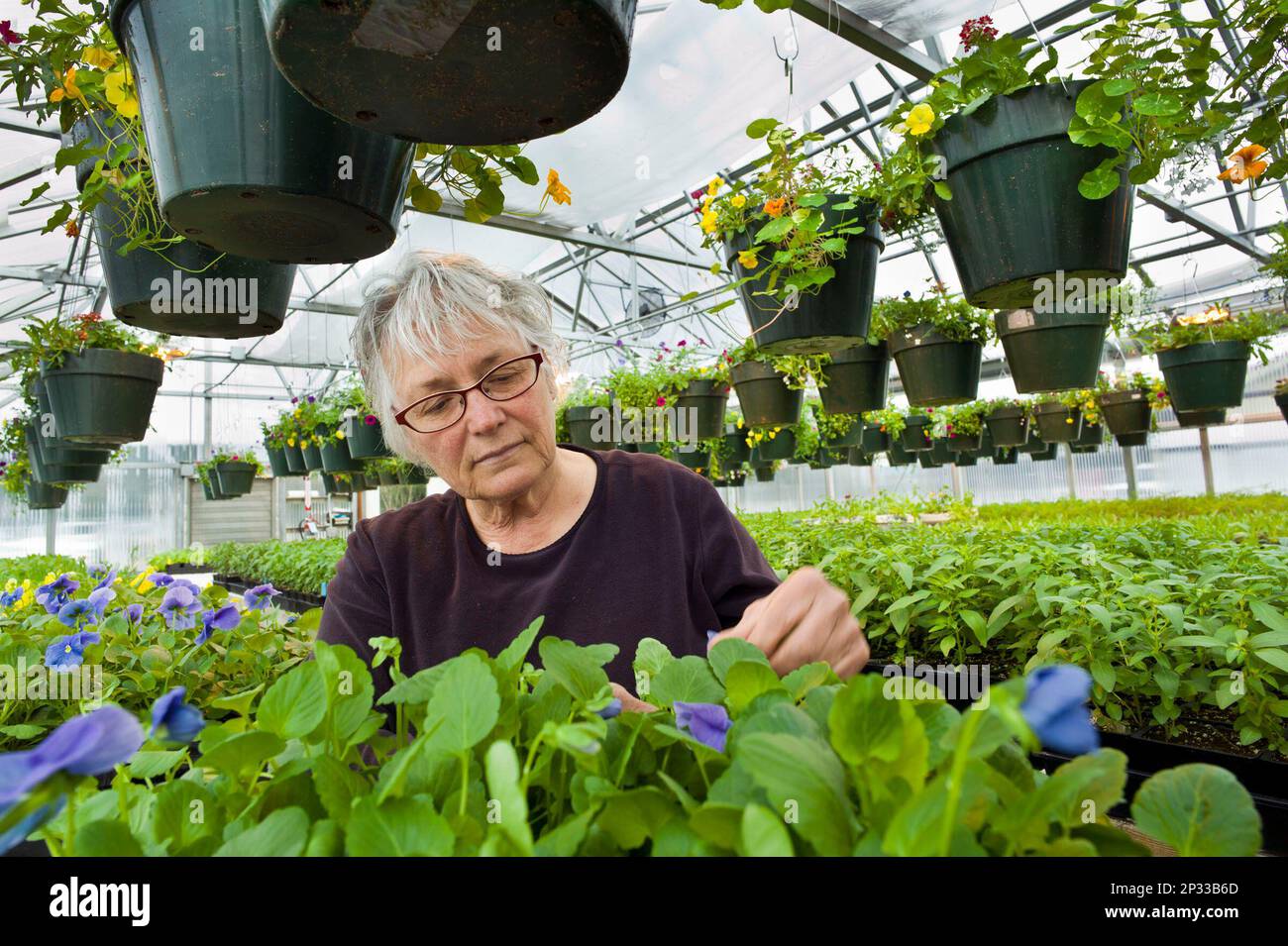Carol Ackerson, an employee with the city's landscape maintenance since ...