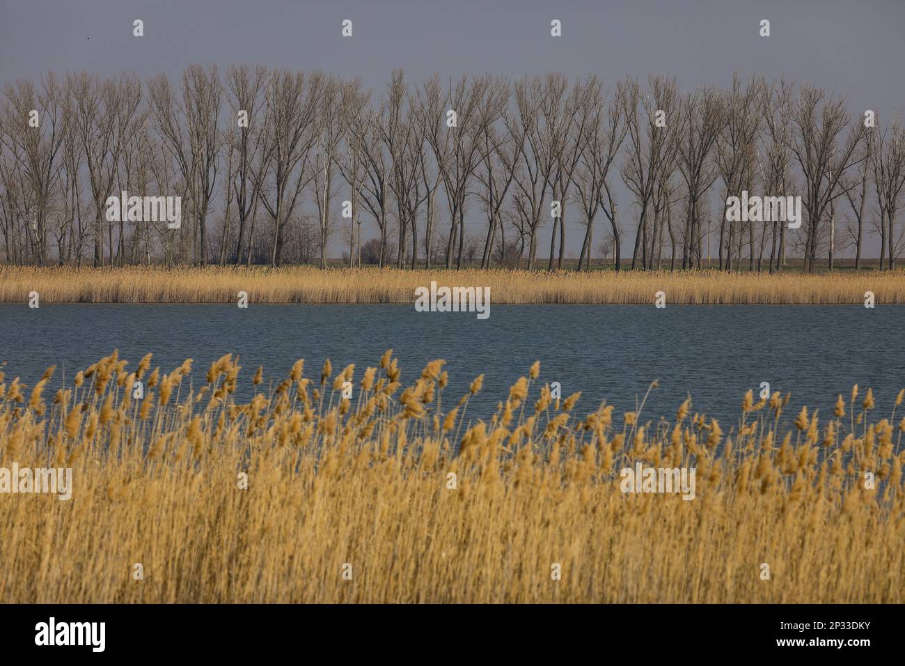 Early spring landscape with trees in the background, river in the ...