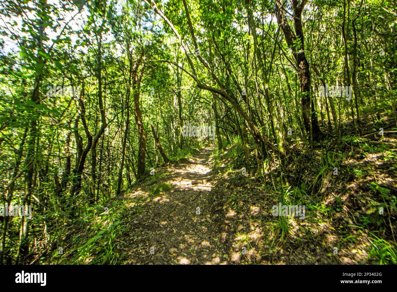 Footpath through a wooded gorge in Royal Natal, in the Drakensberg ...