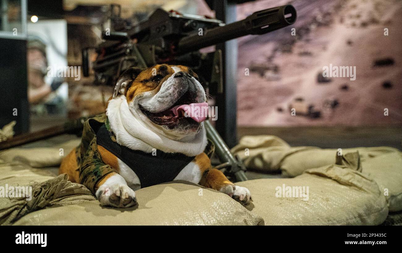 U.S Marine Corps Cpl. Manny, the mascot of Marine Corps Recruit Depot ...
