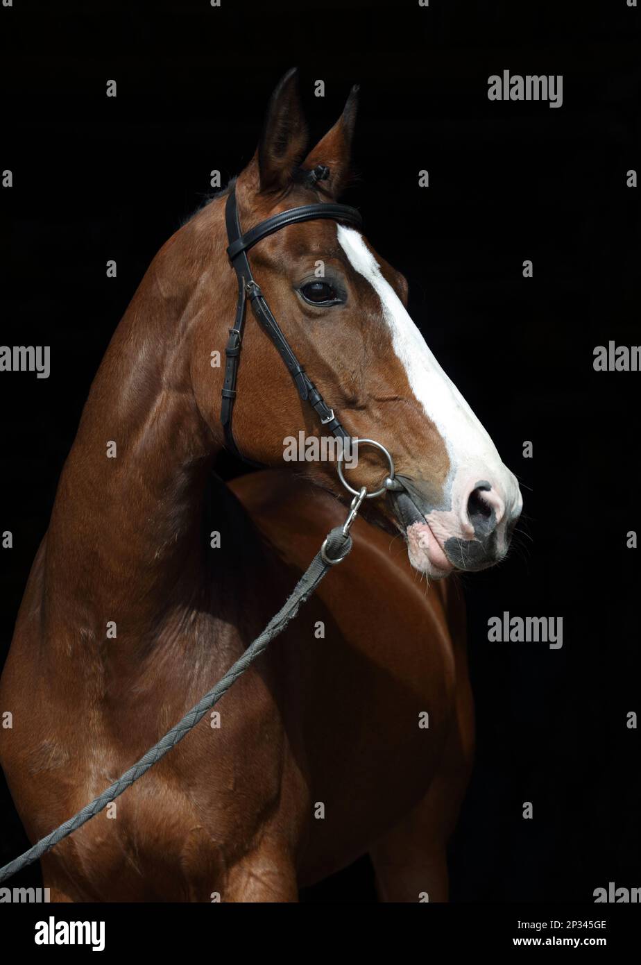 Racehorse photos hi-res stock photography and images - Alamy