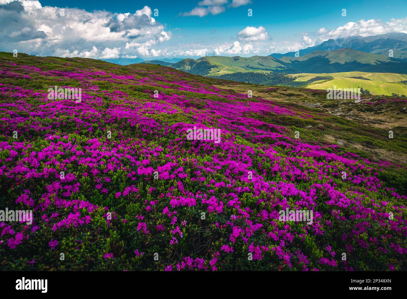Beautiful summer nature landscape, blooming pink rhododendron fields on ...