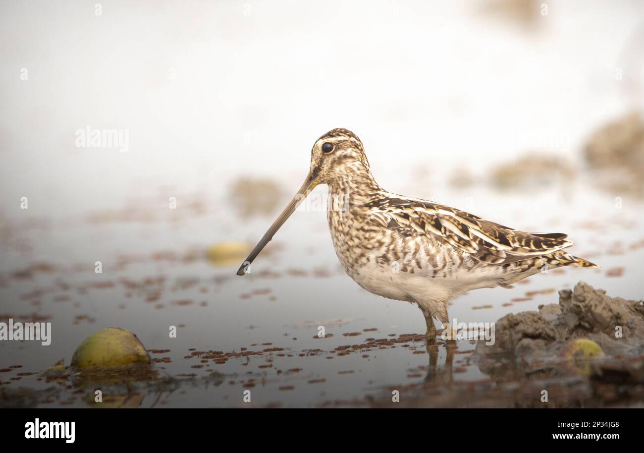 Common Snipe at purbasthali bird sanctuary Stock Photo - Alamy