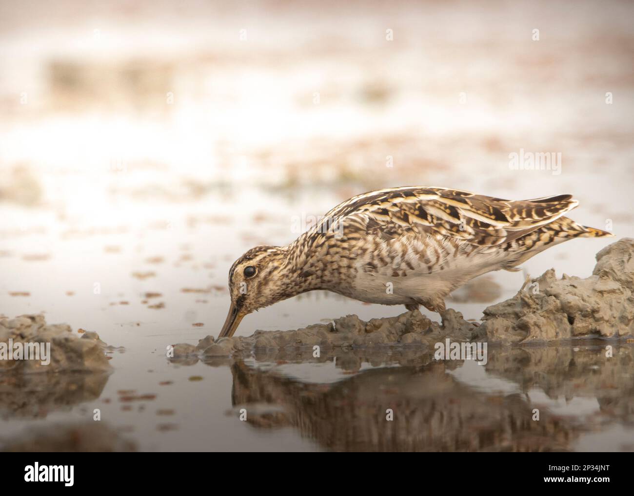 Common Snipe digging for food Stock Photo - Alamy