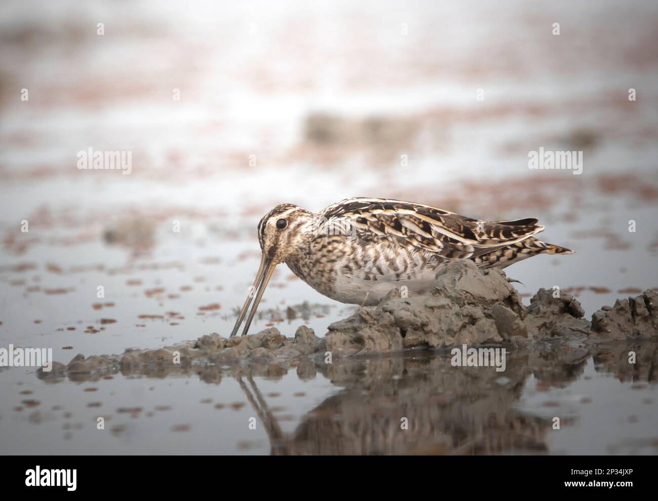Common Snipe searching for food Stock Photo - Alamy