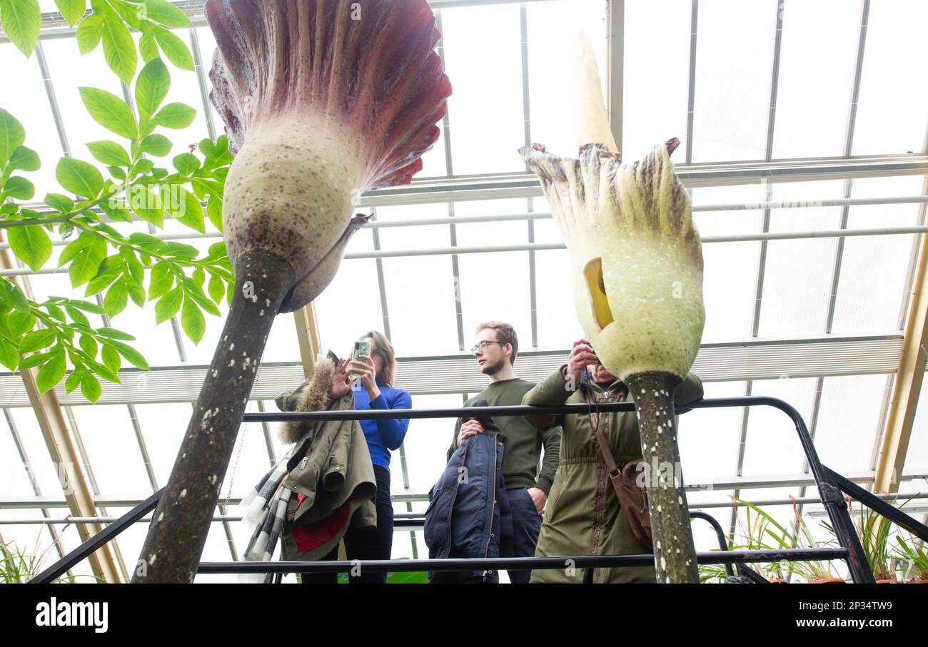 Leiden, Netherlands. 4th Mar, 2023. People watch two blooming plants of ...