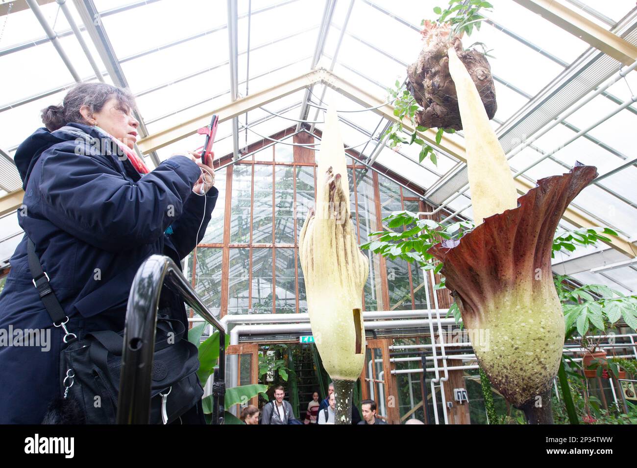 Leiden, Netherlands. 4th Mar, 2023. People watch two blooming plants of ...