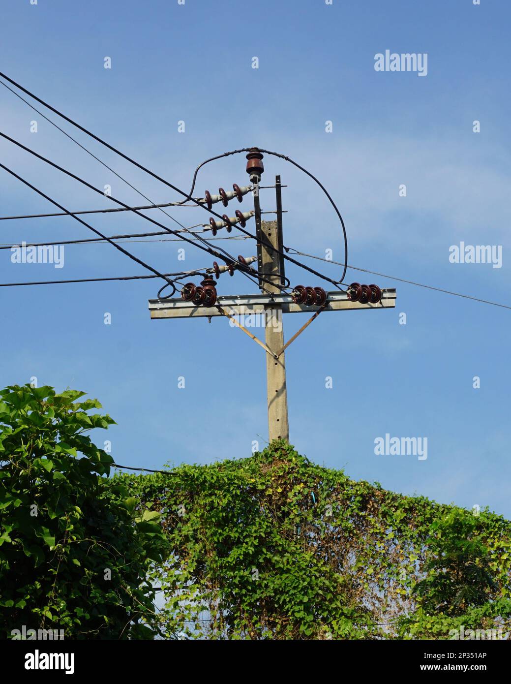 Old electricity poles with trees starting to cling Stock Photo - Alamy
