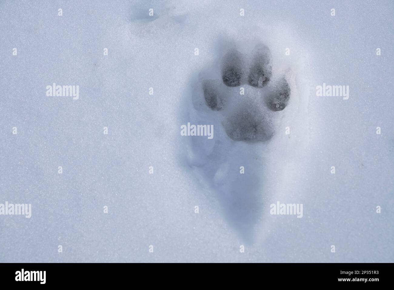 Up-close frozen trace of a wolf footprint Stock Photo - Alamy
