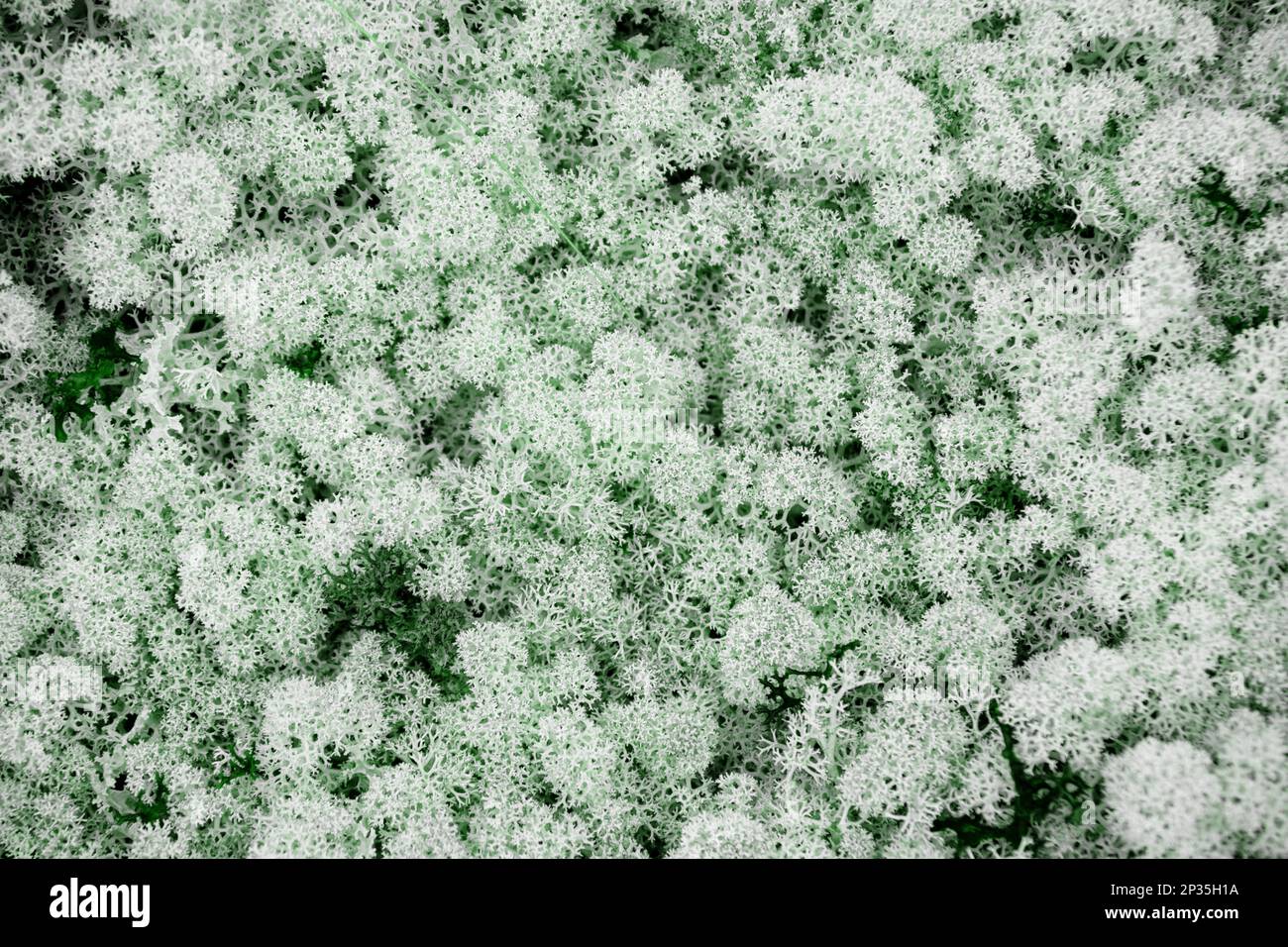 Reindeer moss in the forest. Yagel is a northern plant. Yagel Lichens ...