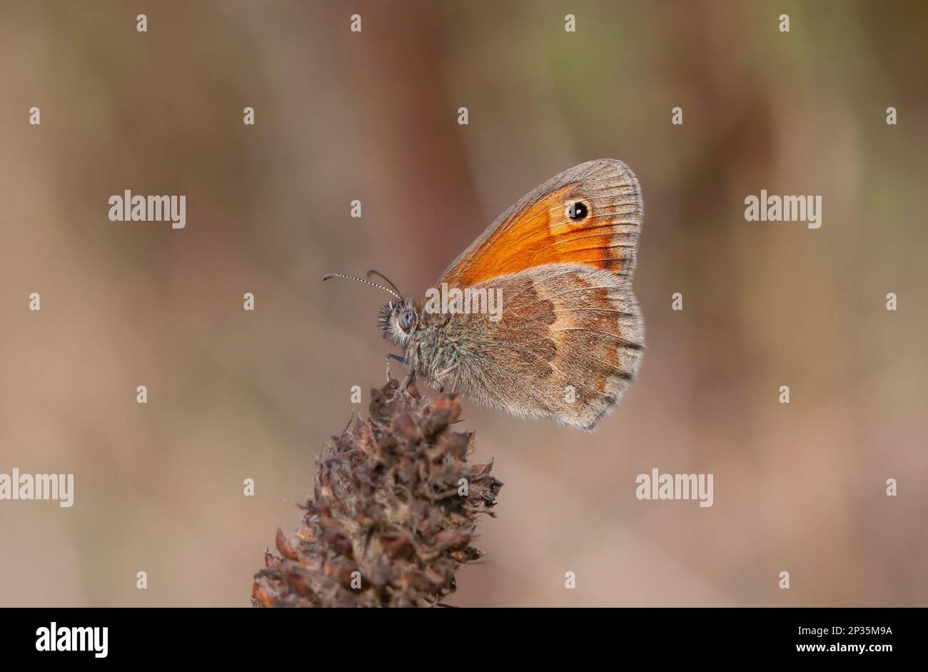 little butterfly on the flower, Small Heath, Coenonympha pamphilus ...