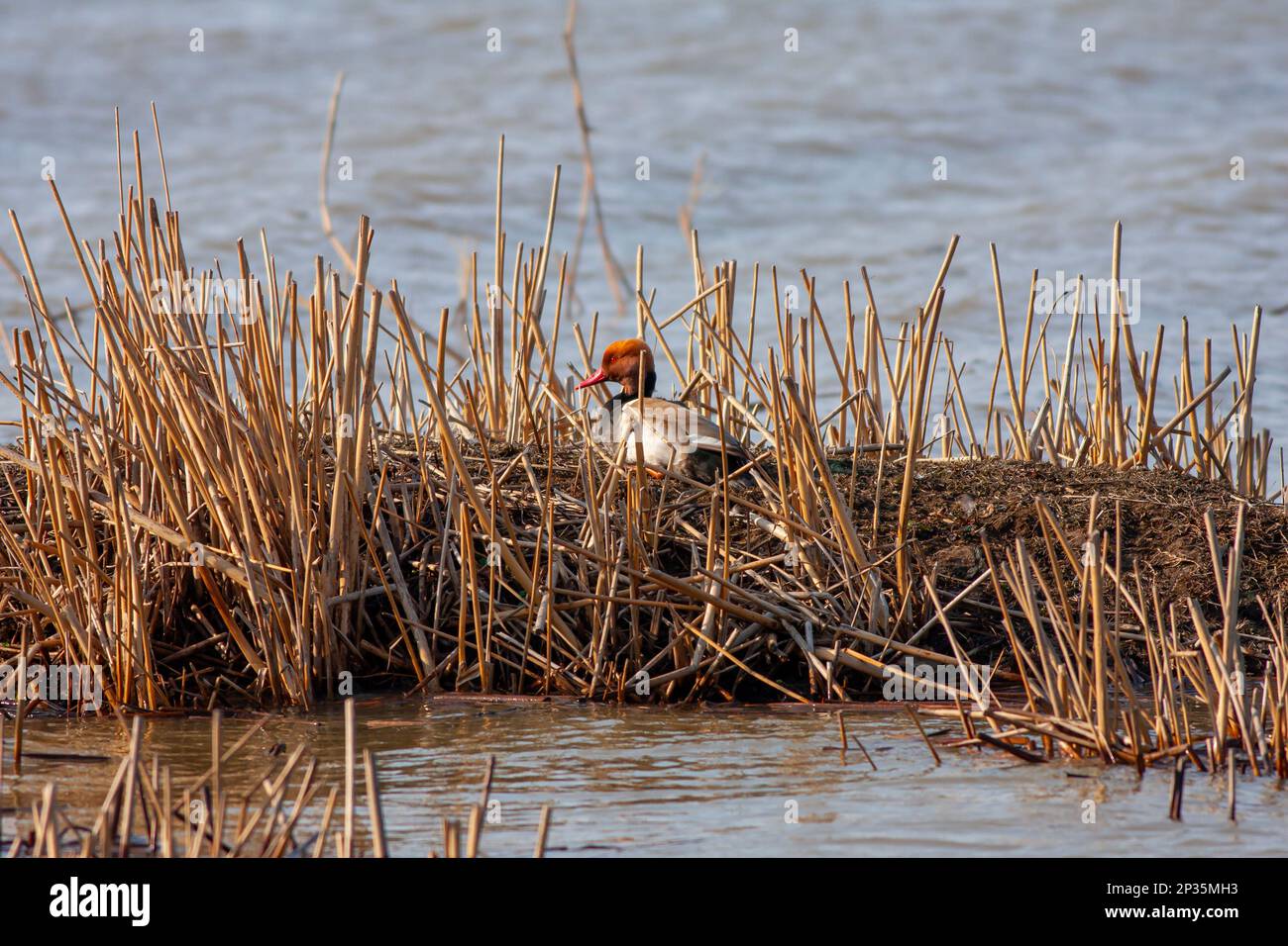 water bird in its natural environment, Red-crested Pochard, Netta ...