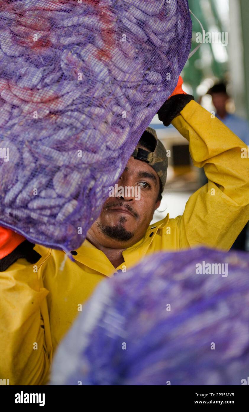 Dock worker Ramon Zepeda unload a harvest from a shrimp boat in ...