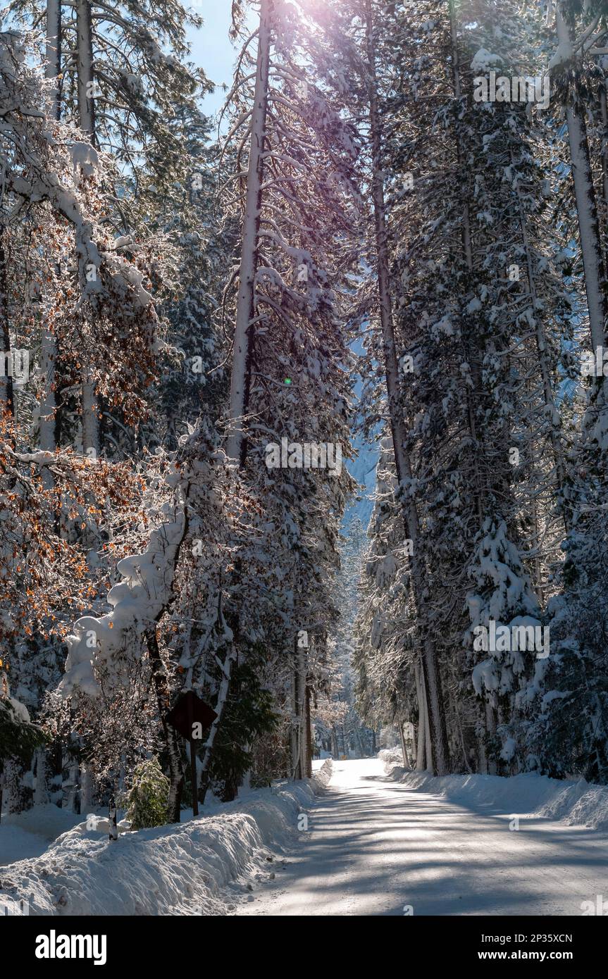 Exterior of a road lined with snow-covered trees in Yosemite valley on ...