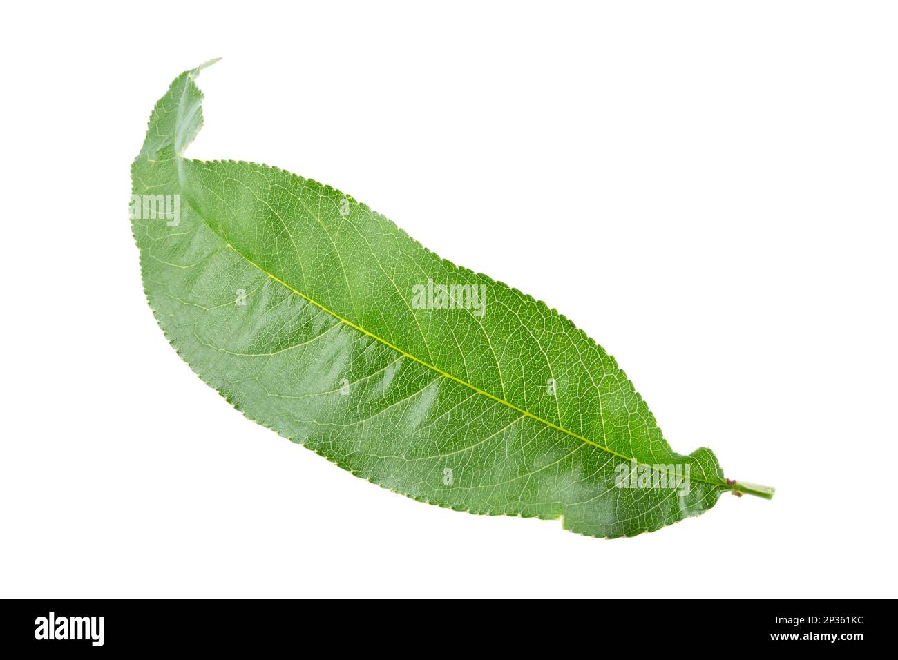 Green peach leaves isolated on white background. File contains clipping ...