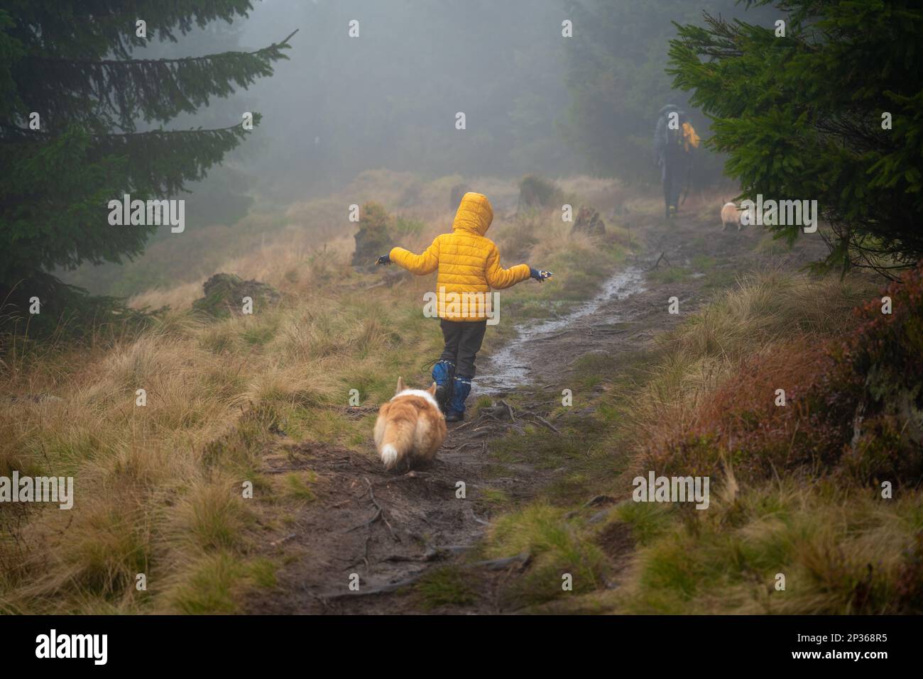 Mom with her son and dogs walk over logs lying on a small stream ...