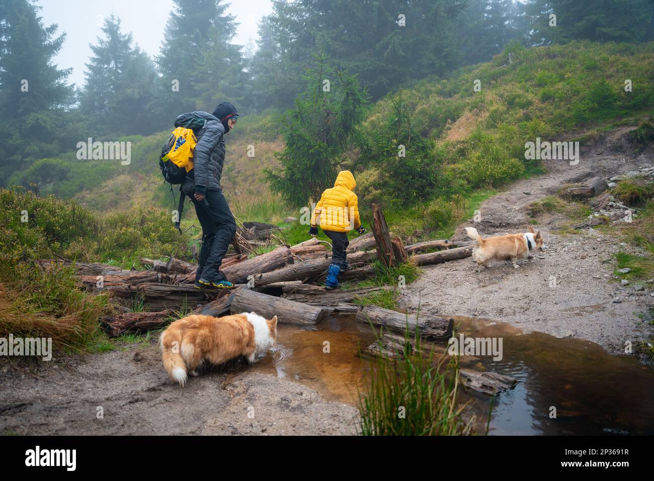 Mom with her son and dogs walk over logs lying on a small stream ...