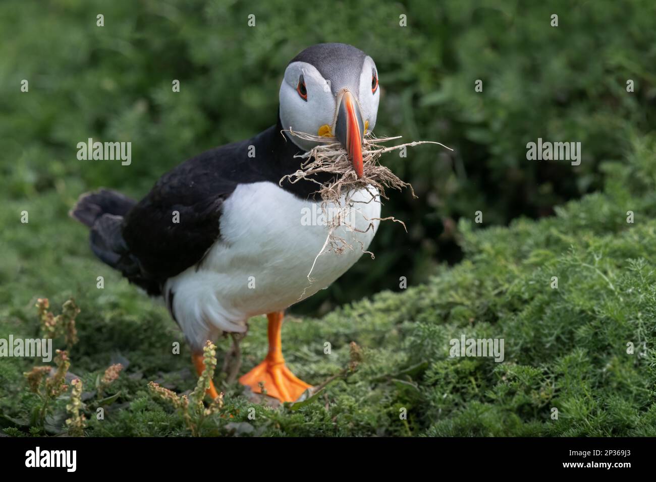 A close up of an atlantic puffin. Its beak is full of dried grass it ...