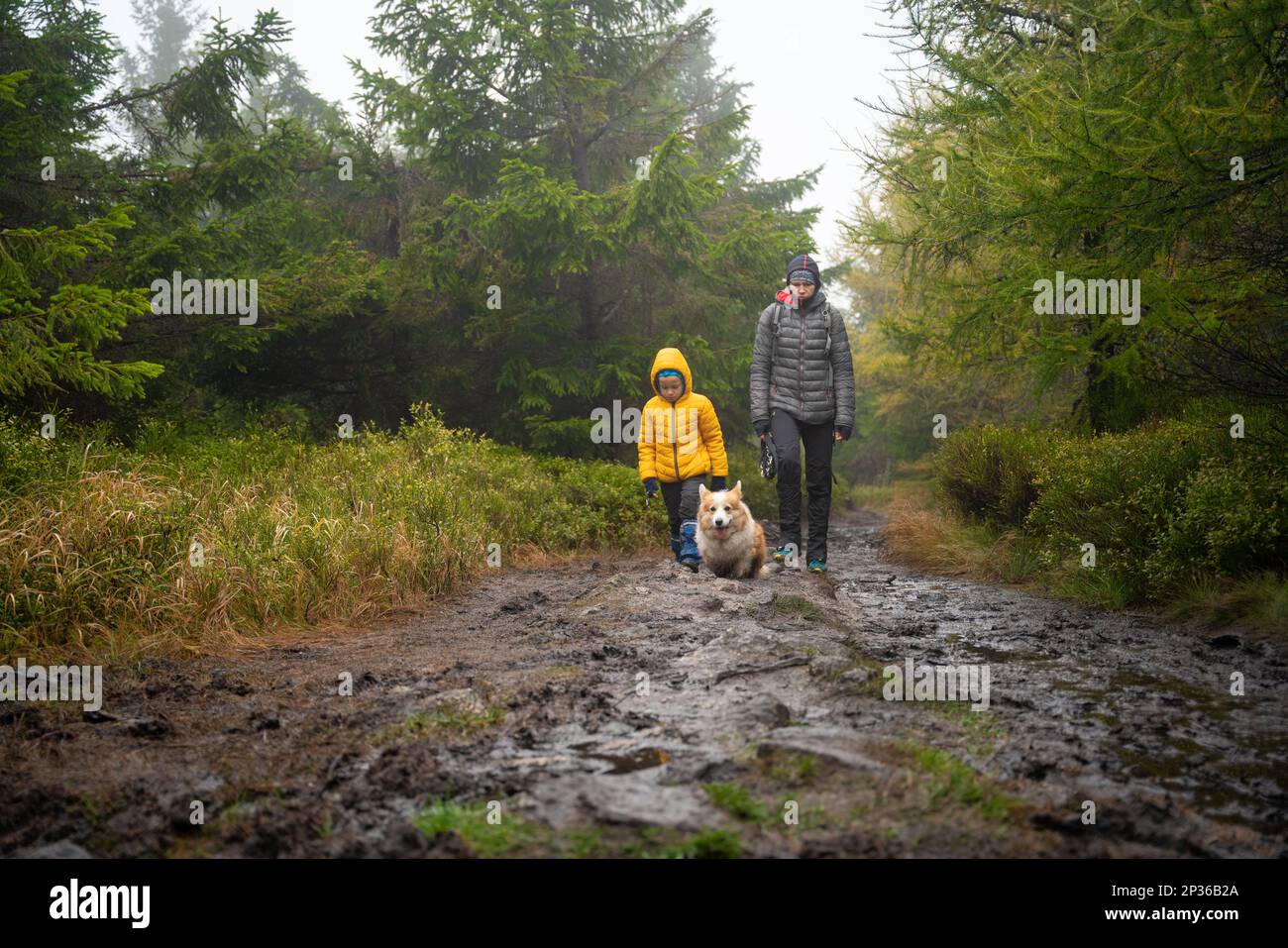 Mum and her little son go on a mountain trail in wet autumn weather ...