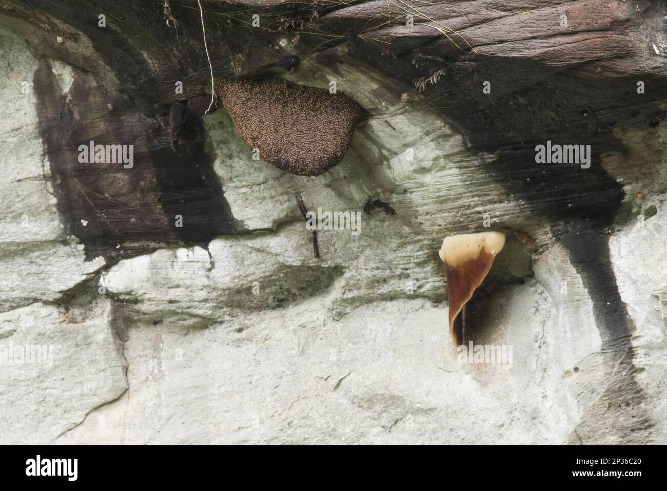Swarm of himalayan giant honey bee (Apis laboriosa) with honeycombs on ...