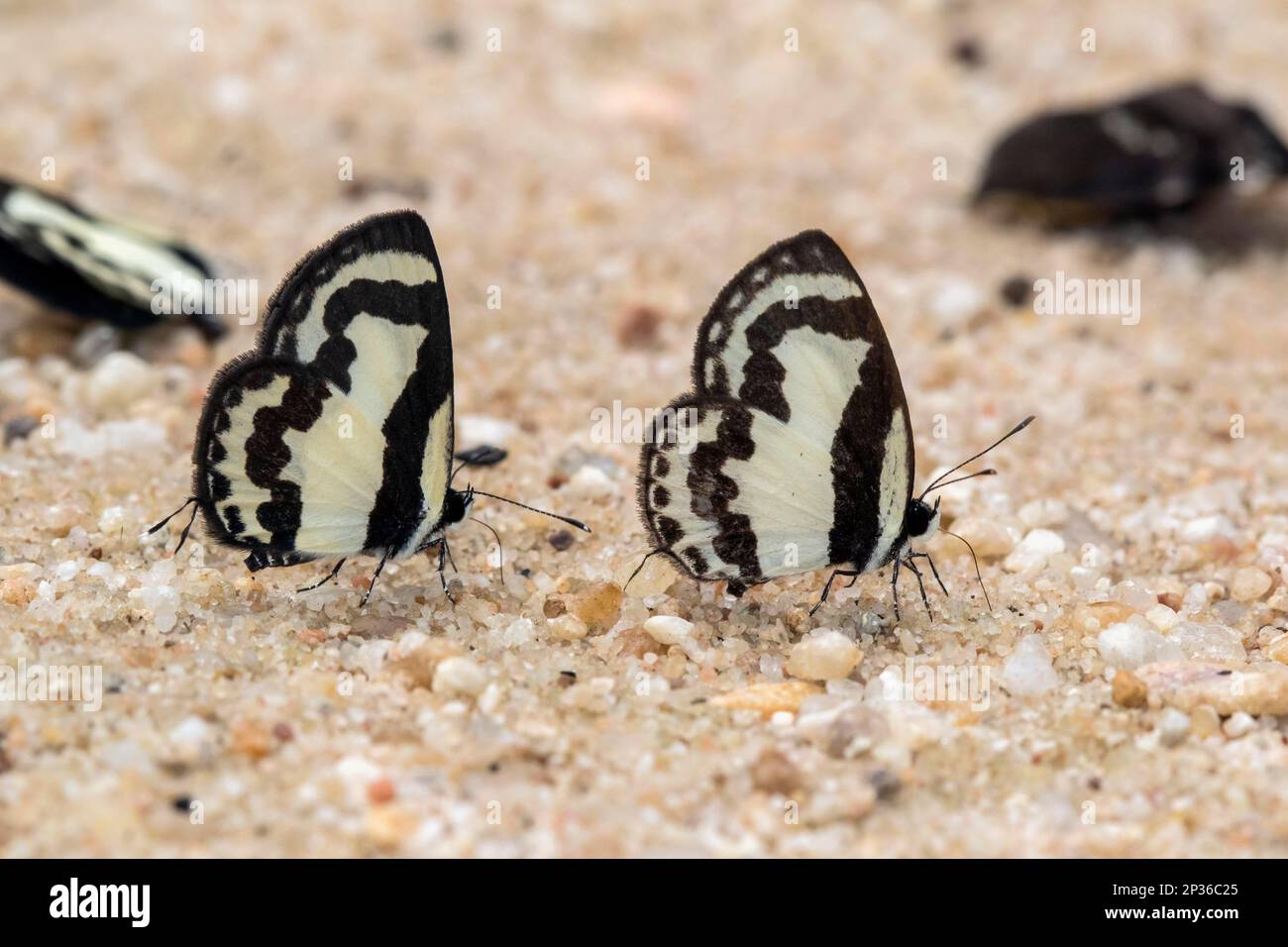 Blue butterfly, common pierrot (Castalius rosimon), Phu Chong Na Yoi ...