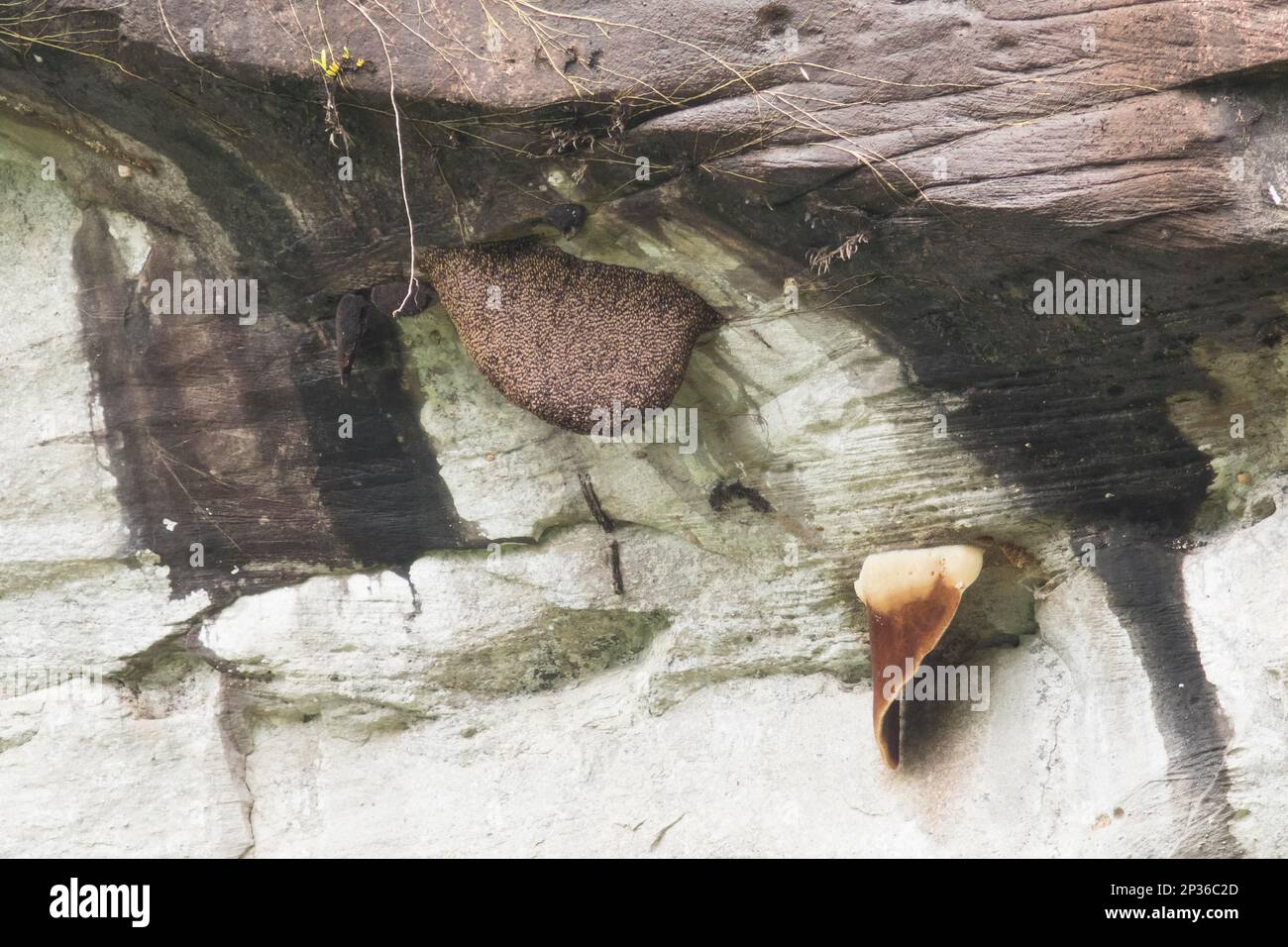 Swarm of himalayan giant honey bee (Apis laboriosa) with honeycombs on ...