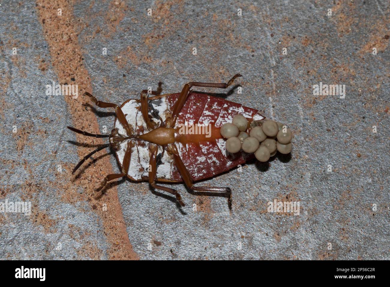 Giant bug figure hi-res stock photography and images - Alamy
