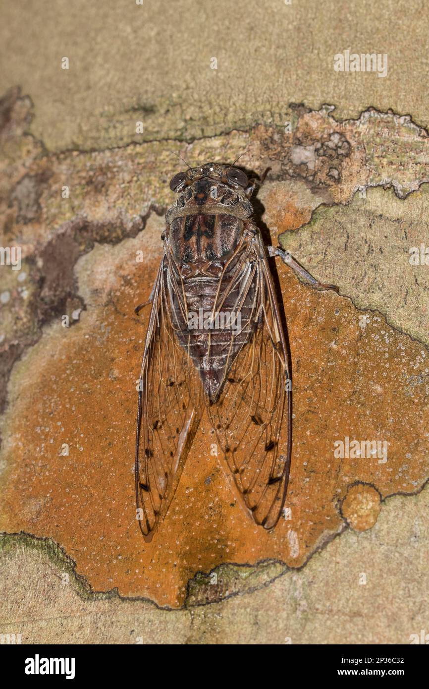 Cicada (Megapomponia), Phu Chong Na Yoi National Park, Na Chaluai, Ubon ...