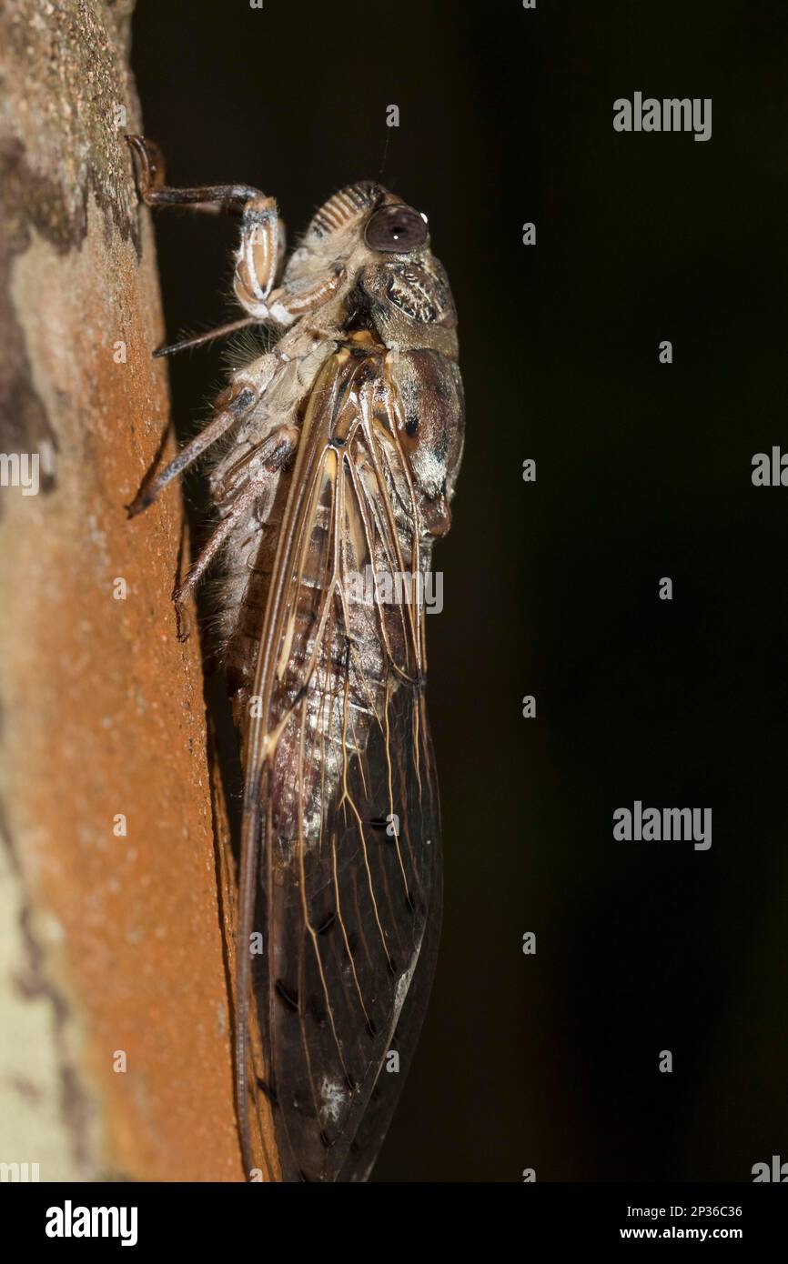 Cicada (Megapomponia), Phu Chong Na Yoi National Park, Na Chaluai, Ubon ...