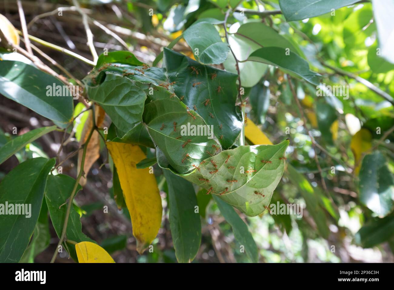 Nest of weaver ant (Oecophylla smaragdina), Pha Nam Yoi, Nong Phok, Roi ...