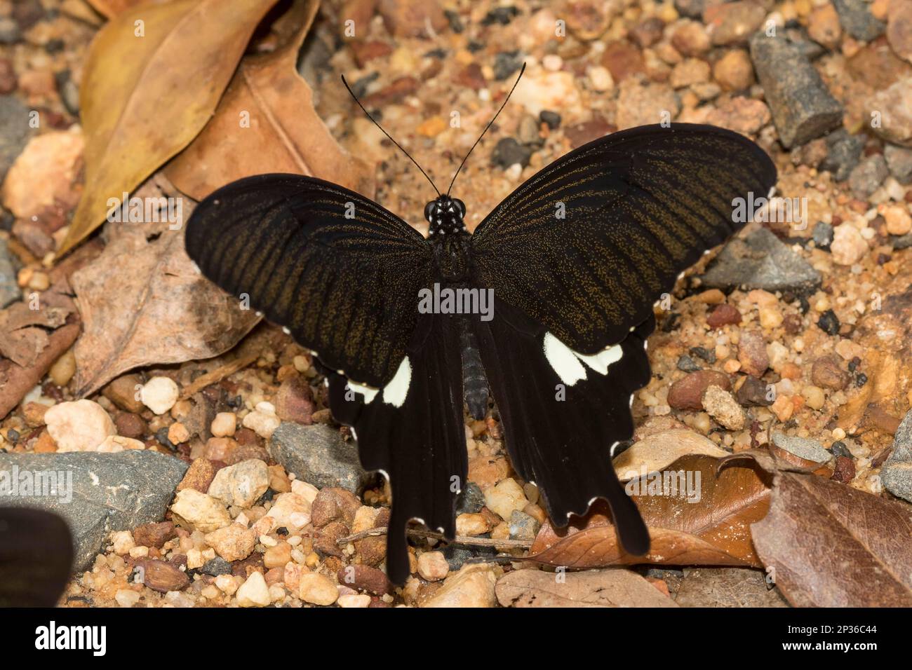 Common mormon (Papilio polytes) butterfly, Phu Chong Na Yoi National ...