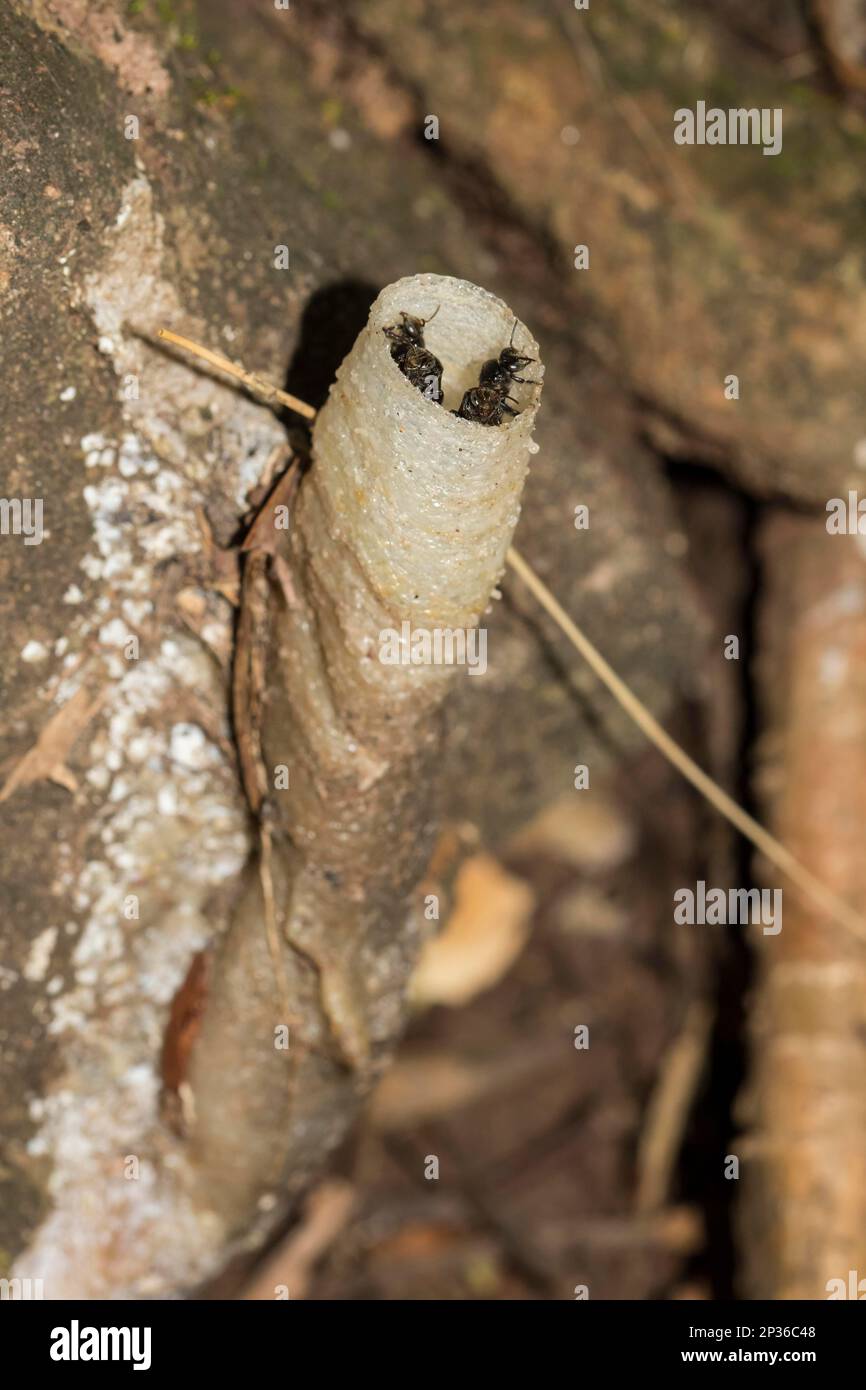 Stingless bee (Tetragonilla collina), near Thung Na Mueang waterfall in ...
