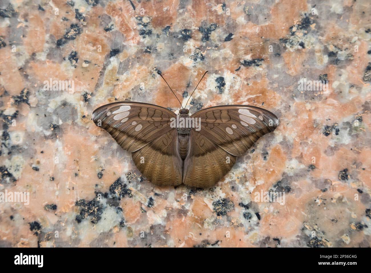 Common earl (Tanaecia julii), Pha Nam Yoi, Nong Phok, Roi Et, Isaan ...