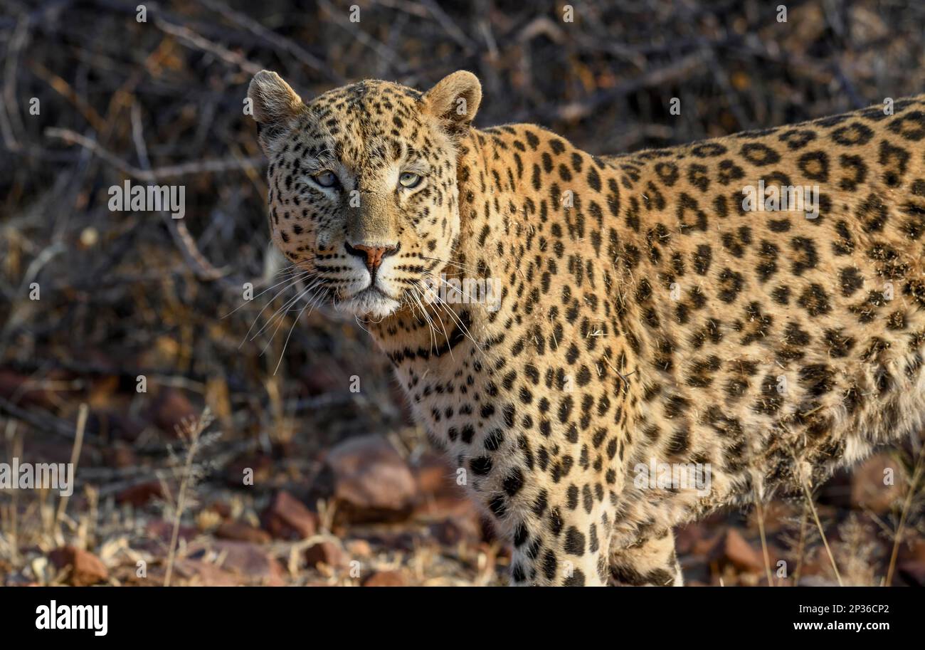 African leopard (Panthera pardus pardus), male, Okonjima Nature Reserve ...