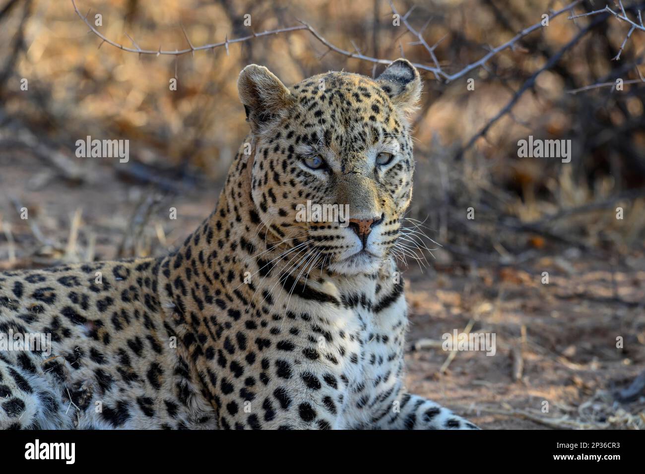 African leopard (Panthera pardus pardus), male, Okonjima Nature Reserve ...