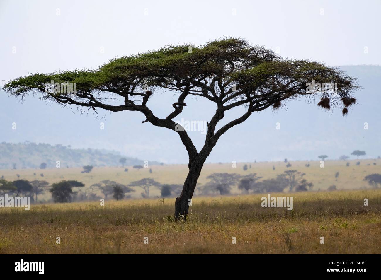 Umbrella thorn acacias (umbrella acacia tortilis), with nests of ...