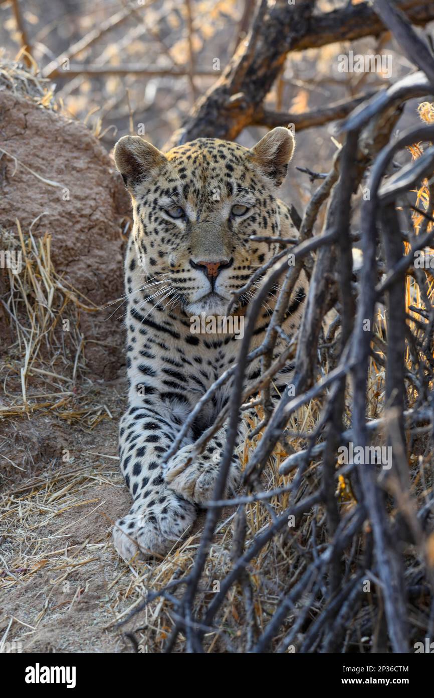 African leopard (Panthera pardus pardus), male, Okonjima Nature Reserve ...