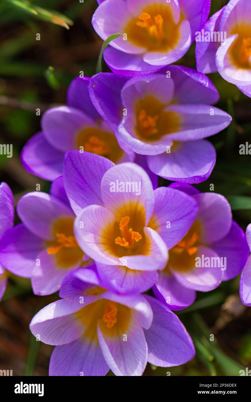 Several spring bloomers hi-res stock photography and images - Alamy