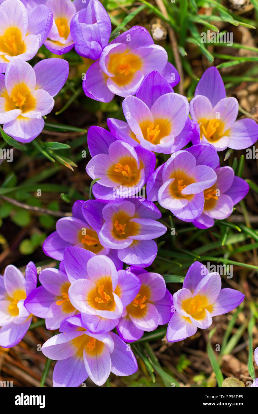 Several spring bloomers hi-res stock photography and images - Alamy