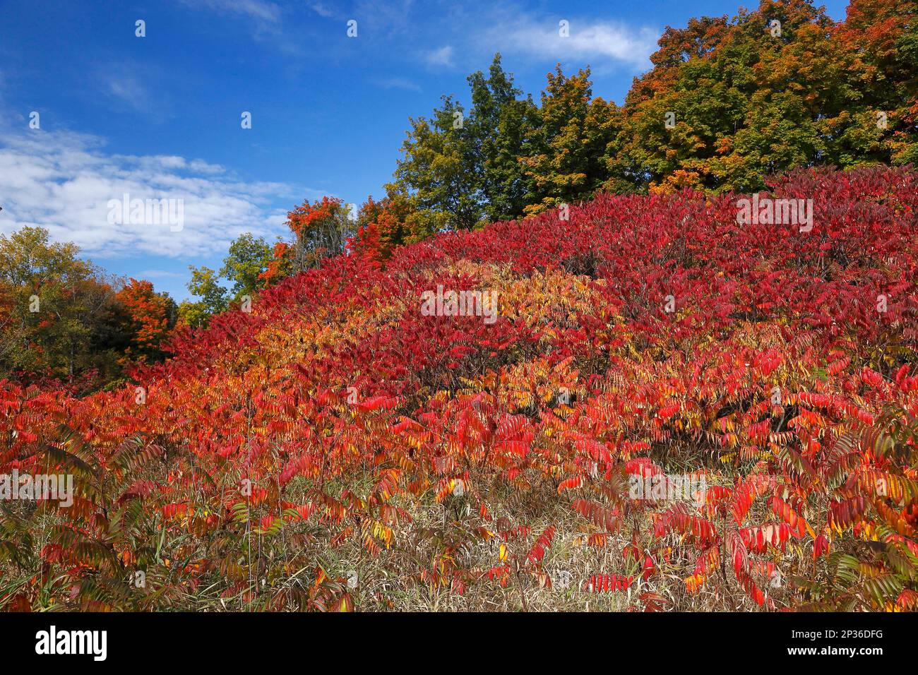 American spice bush hi-res stock photography and images - Alamy