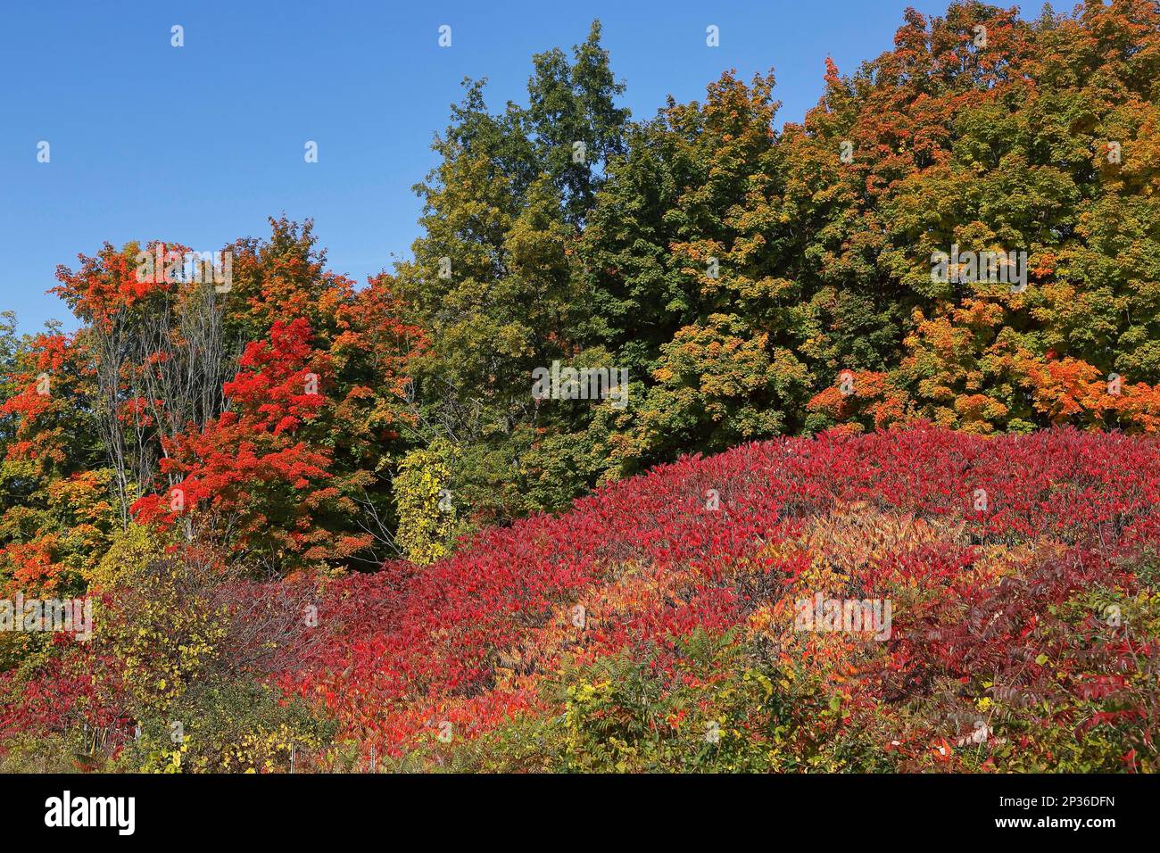 Nature, autumn, north american sumac shrubs, Province of Quebec, Canada ...