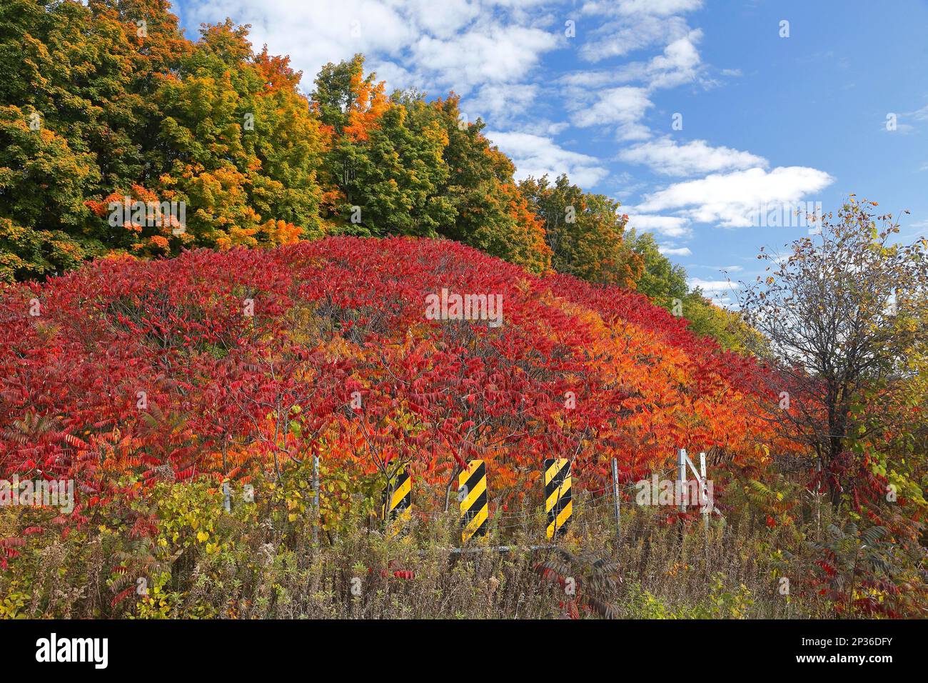 American spice bush hi-res stock photography and images - Alamy