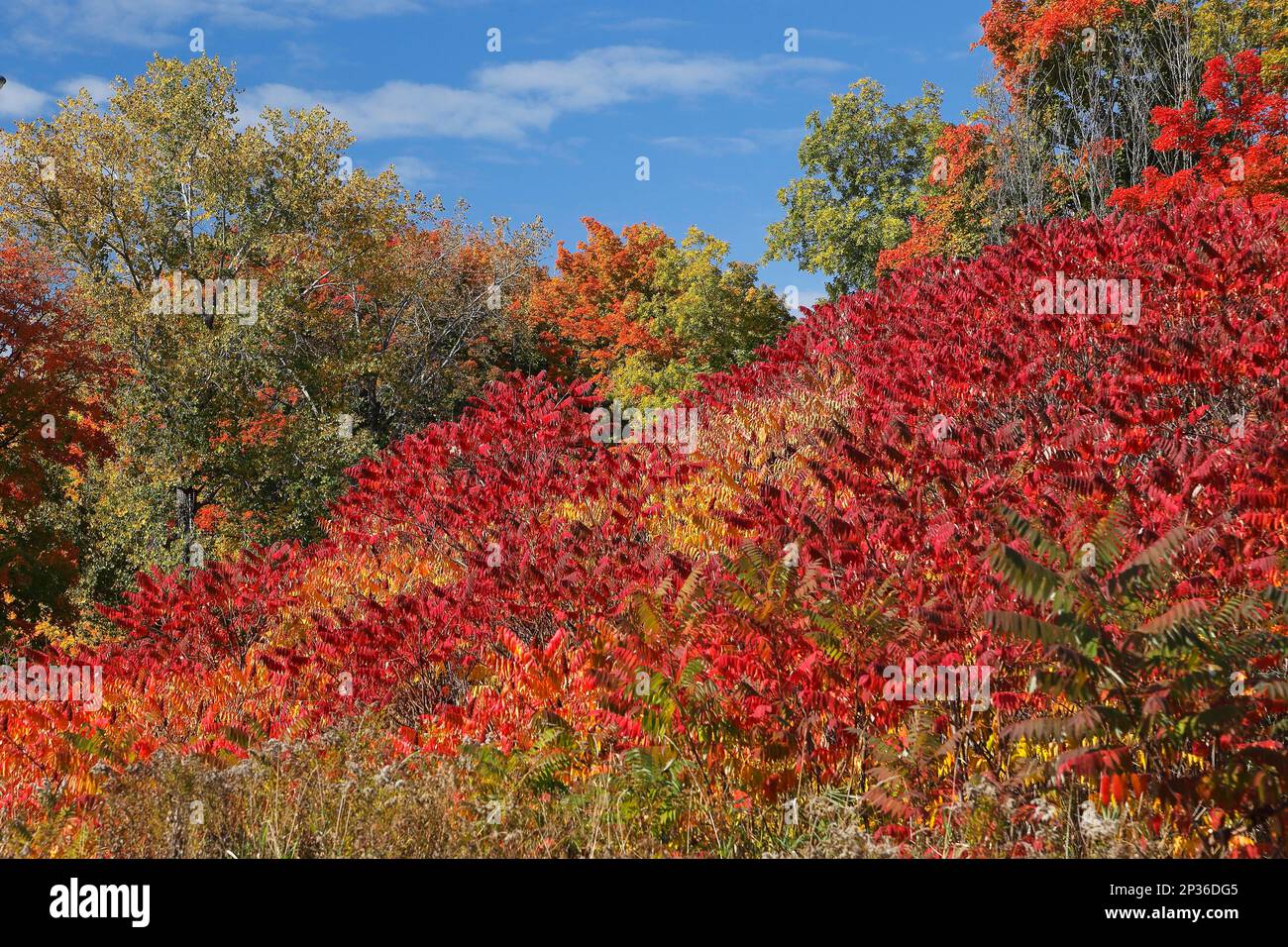 Nature, autumn, north american sumac shrubs, Province of Quebec, Canada ...