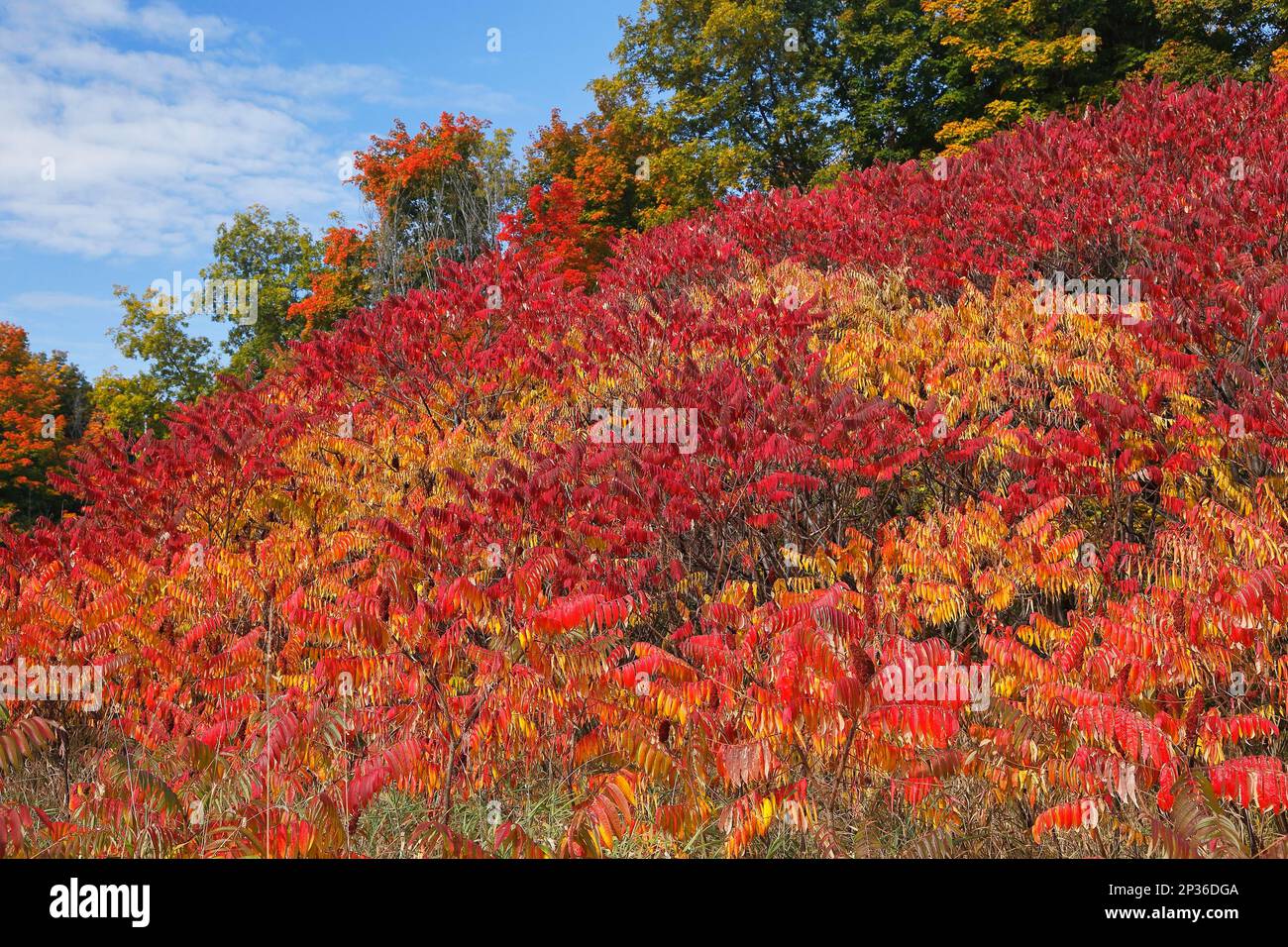 Nature, autumn, north american sumac shrubs, Province of Quebec, Canada ...