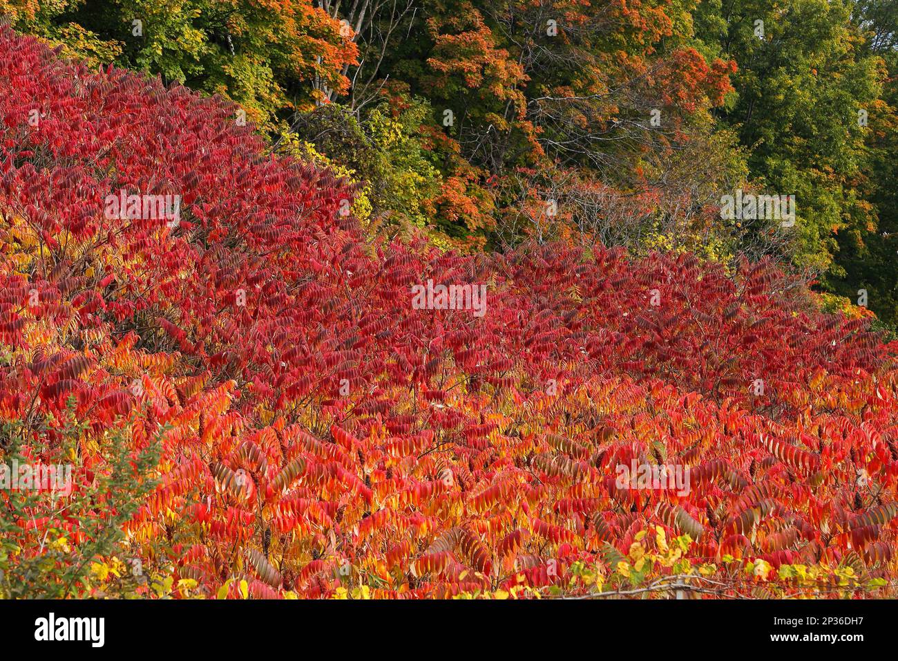 American spice bush hi-res stock photography and images - Alamy